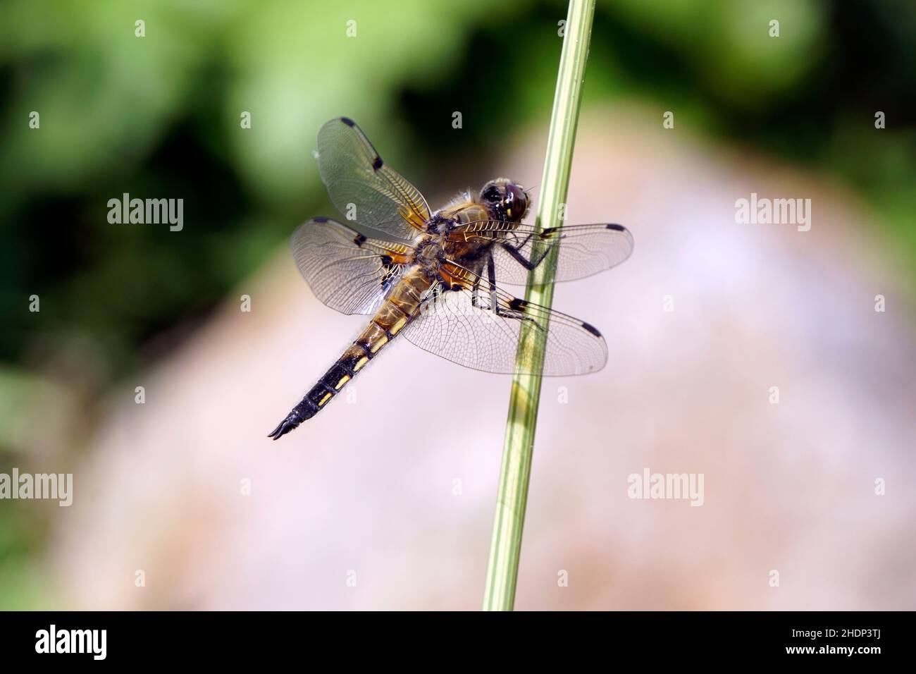 Skimmers libellulidae hi-res stock photography and images - Alamy
