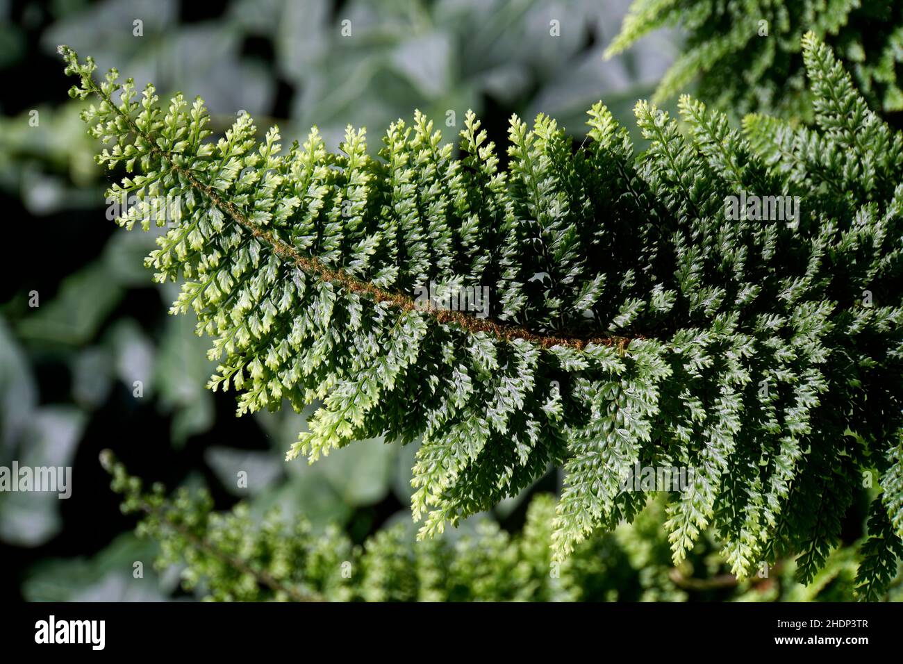soft shield fern Stock Photo - Alamy