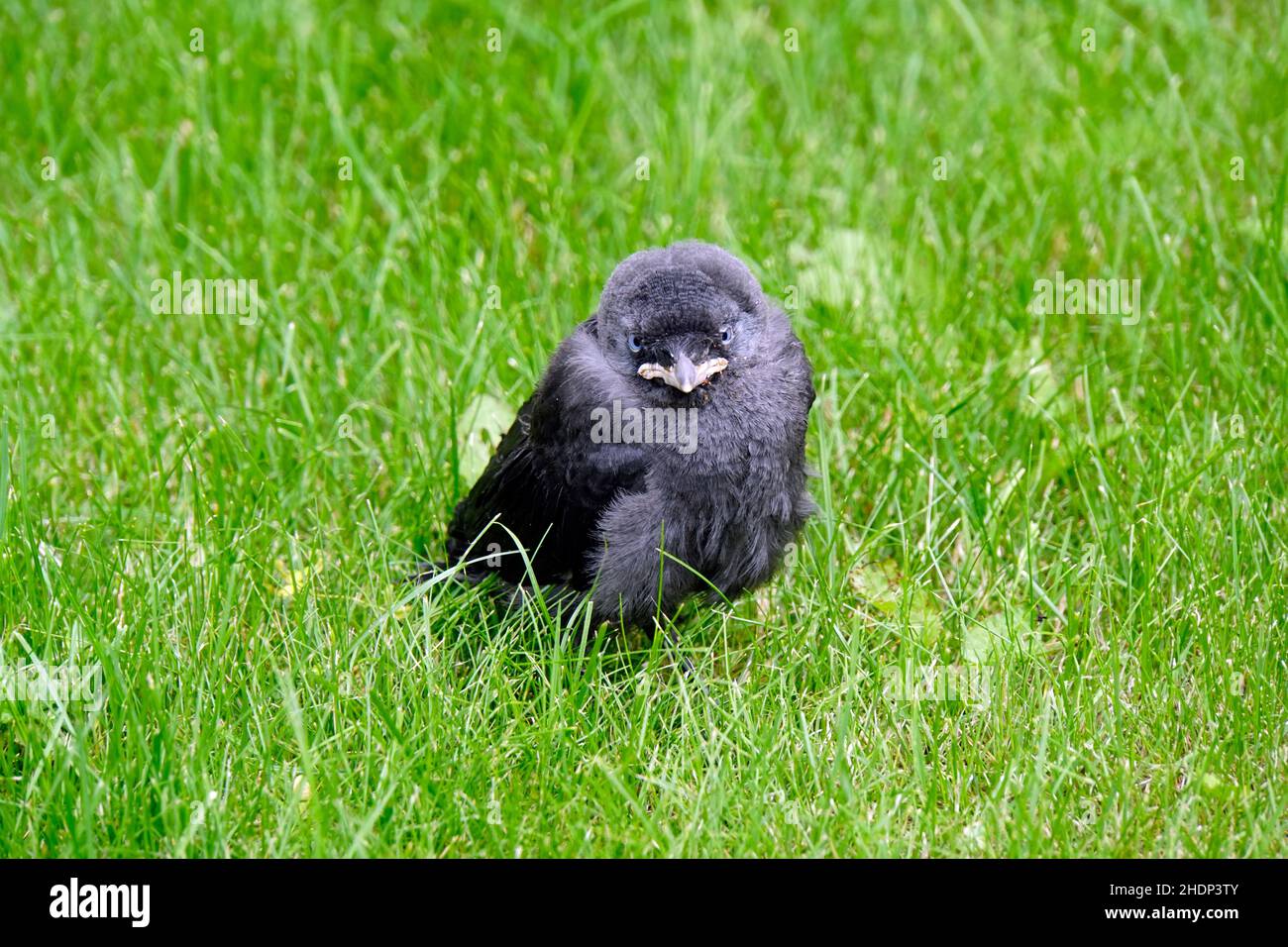 Fluffy Baby Crow