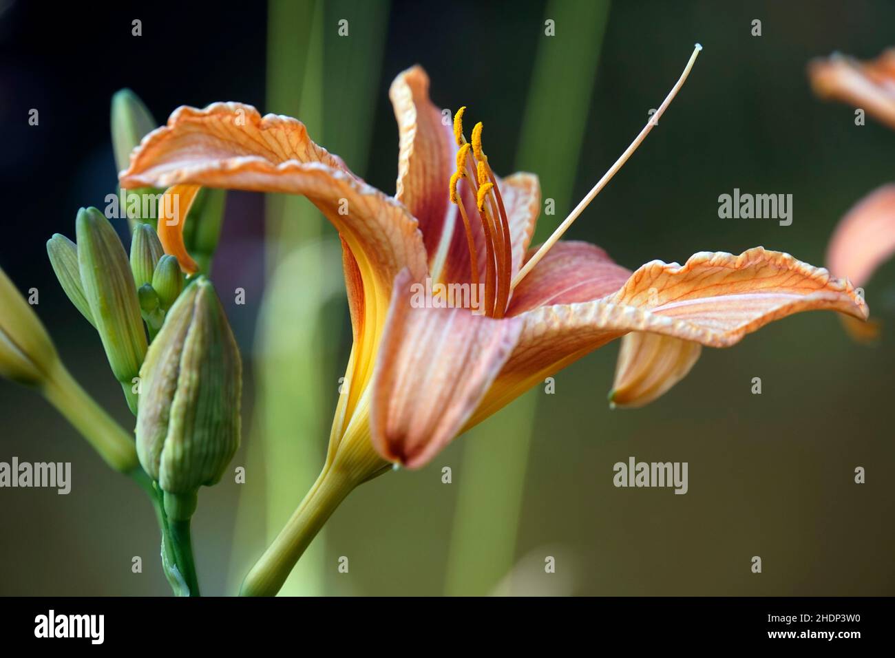 Lily stamp lily hi-res stock photography and images - Alamy