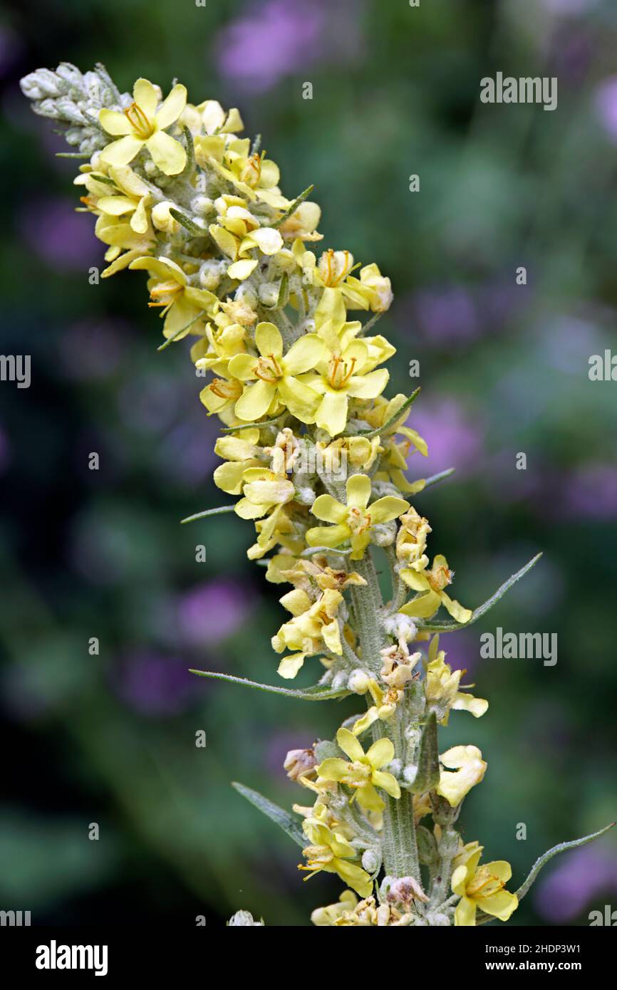 great mullein, common mullein Stock Photo - Alamy