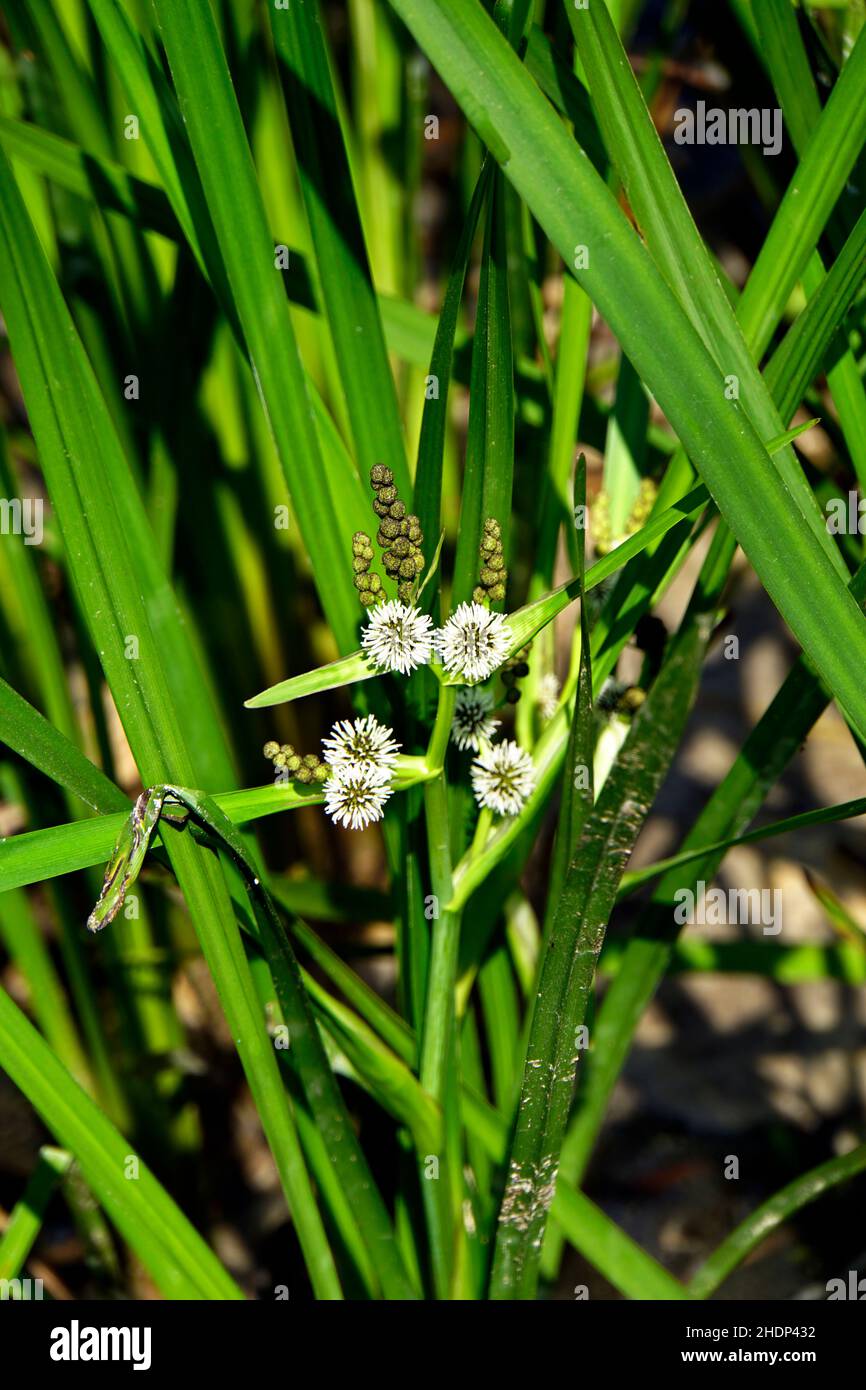 simplestem bur-reed, branched bur-reed Stock Photo - Alamy