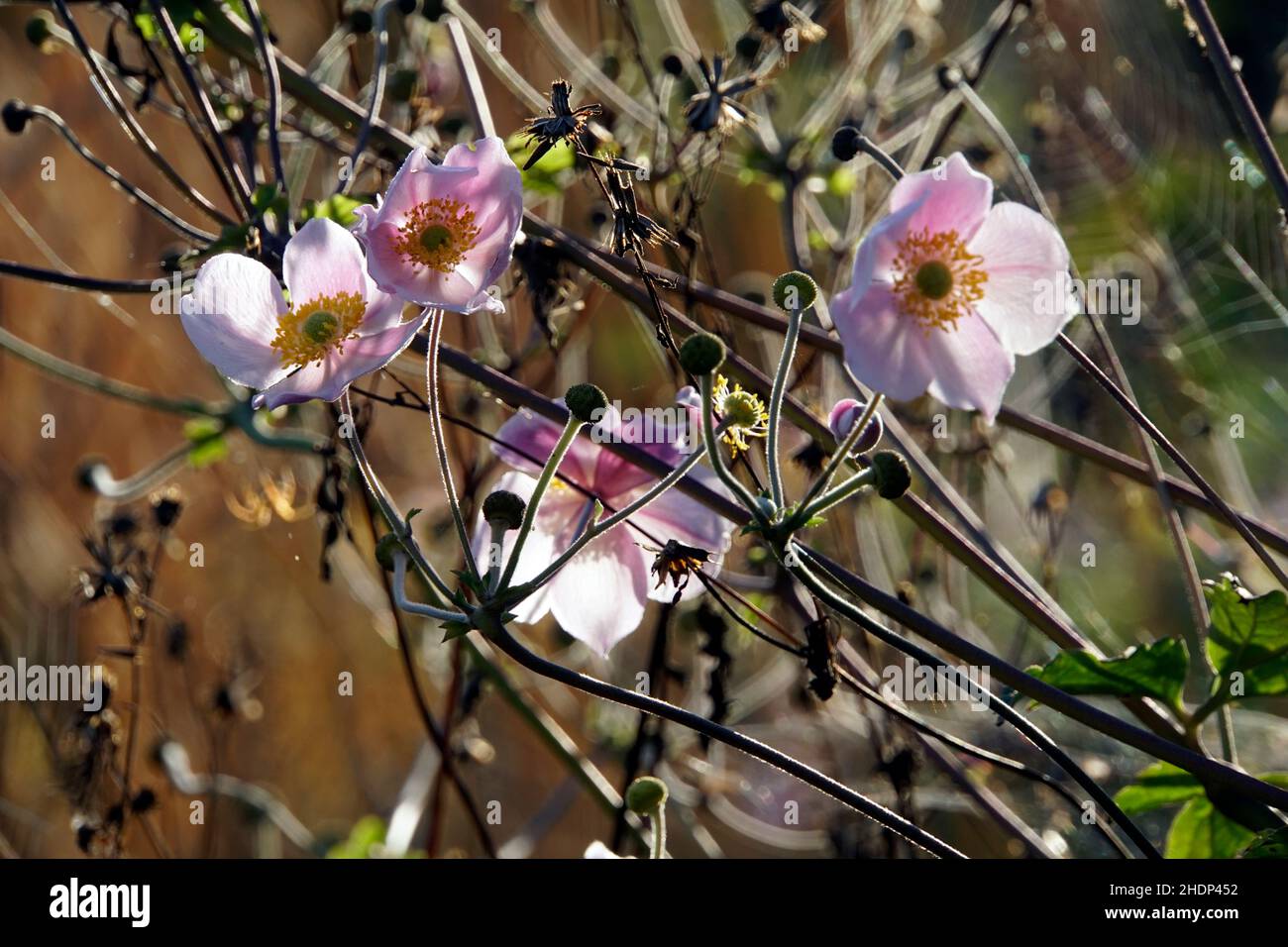 Chinese flower plant hi-res stock photography and images - Alamy