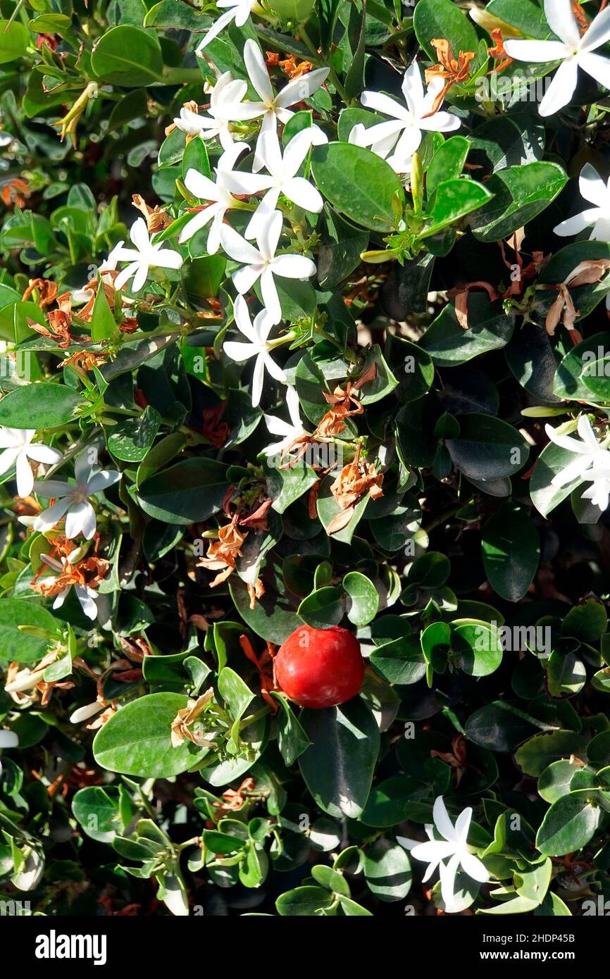 Natal plum hi-res stock photography and images - Alamy
