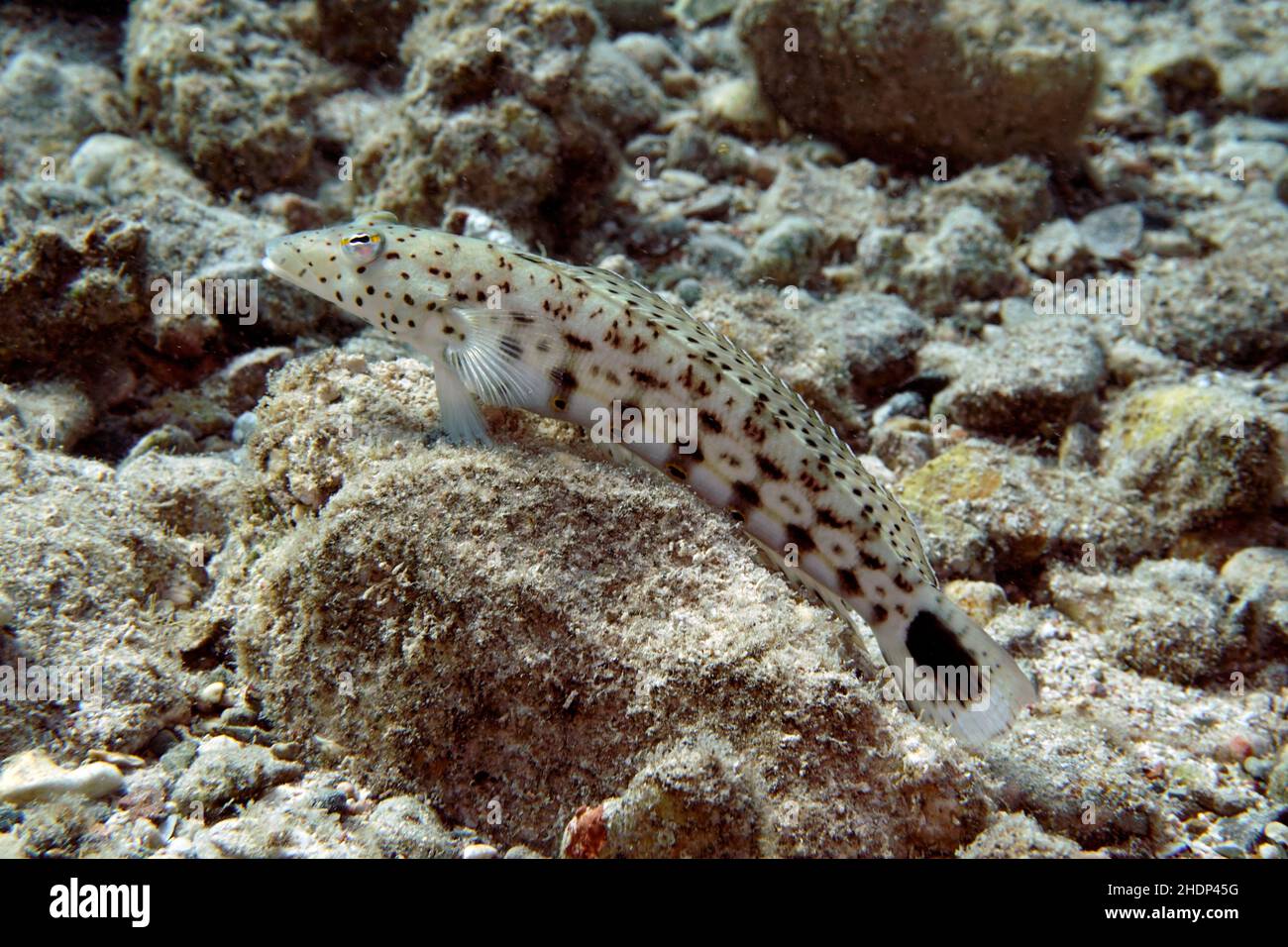 Camouflage photo hi-res stock photography and images - Alamy
