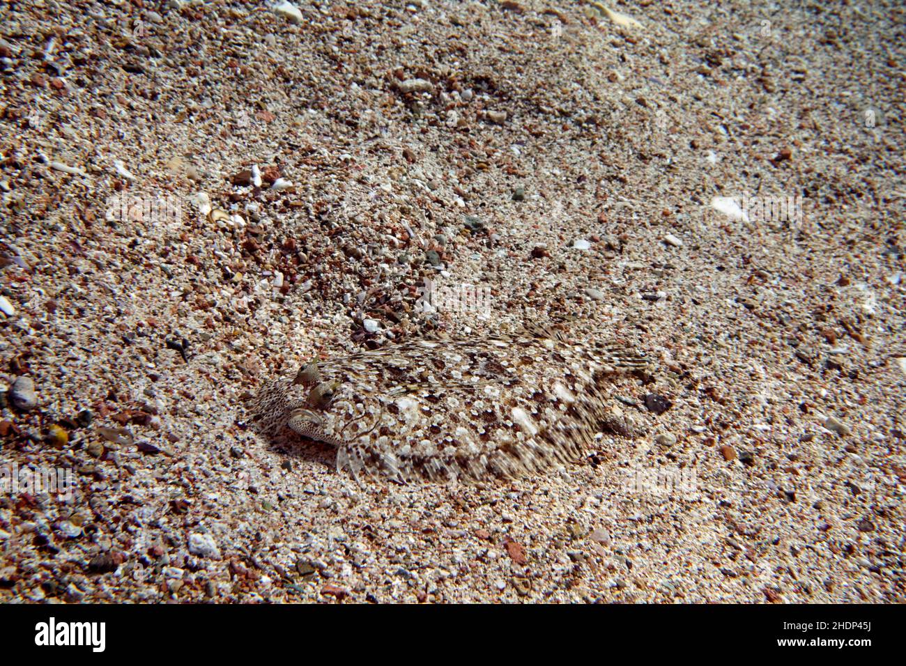 finless sole, red sea moses sole, speckled sole Stock Photo - Alamy