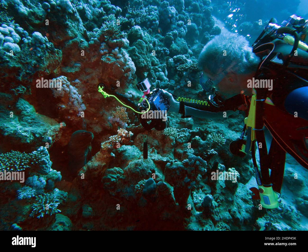 photograph, coral, underwater photographer, photographies, corals ...