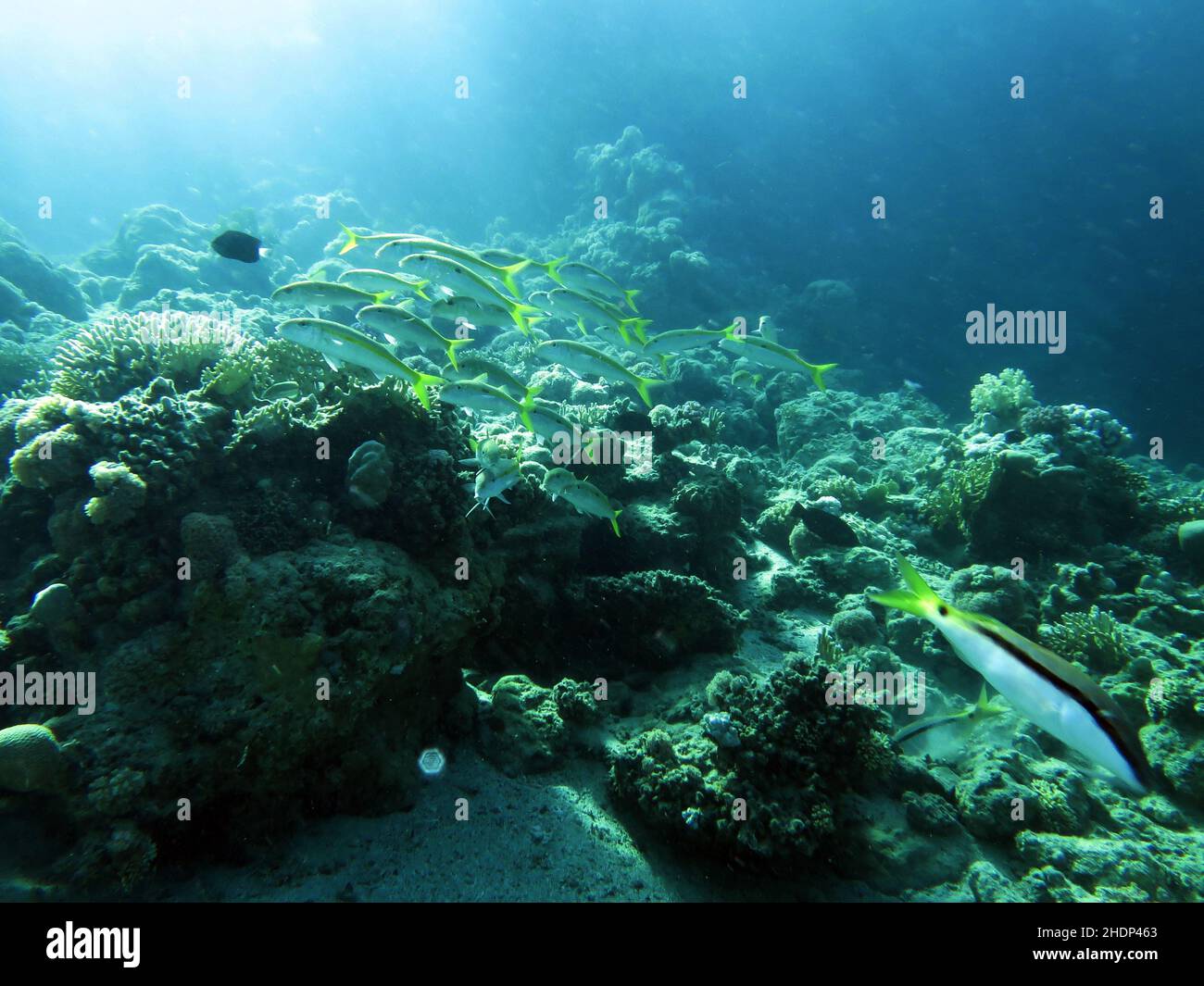 African goatfish hi-res stock photography and images - Alamy