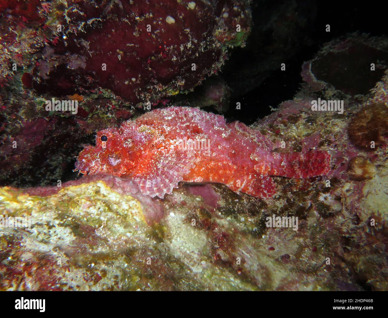 large red dragon head Stock Photo - Alamy