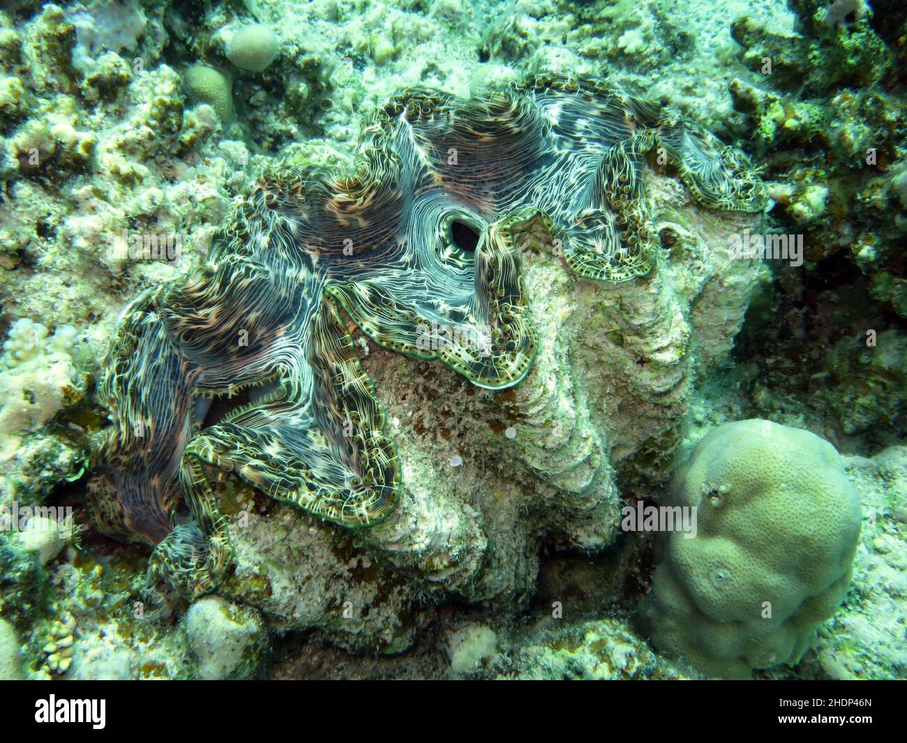 giant clam, shells Stock Photo - Alamy