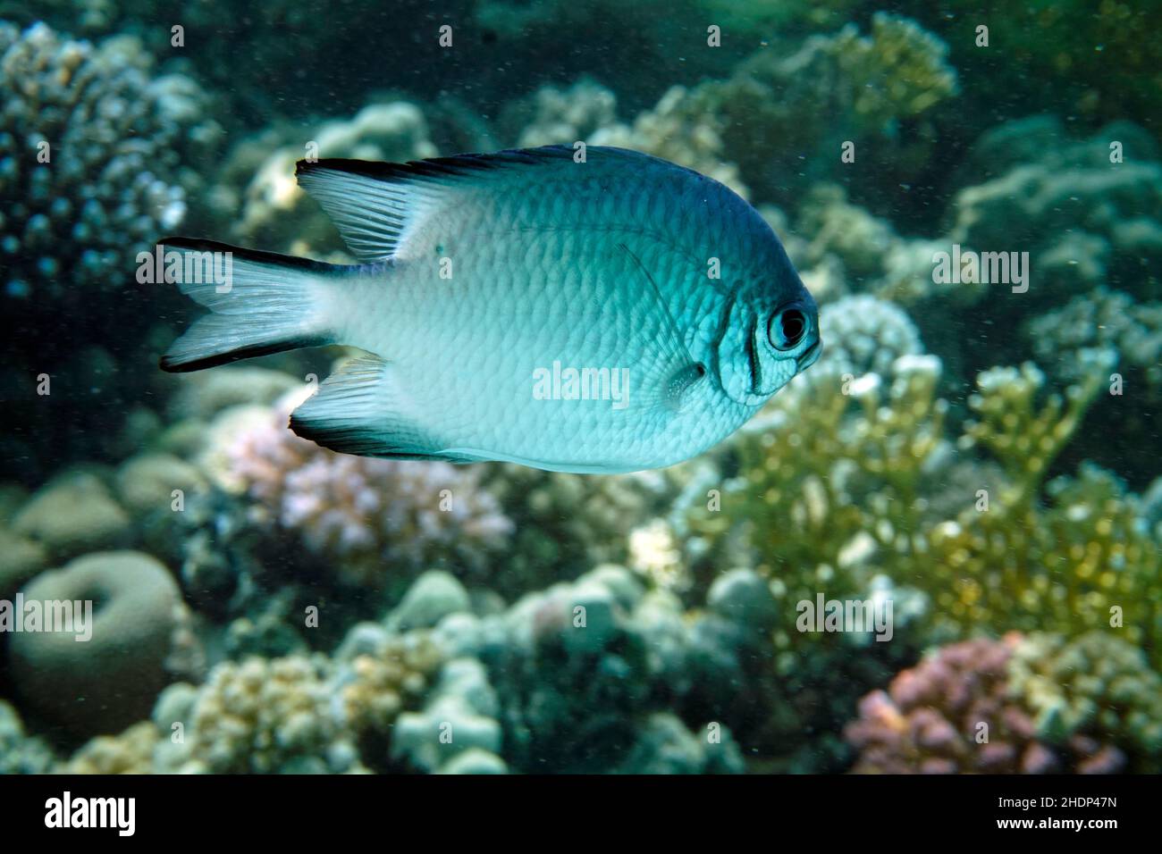 Pomacentridaes hi-res stock photography and images - Alamy