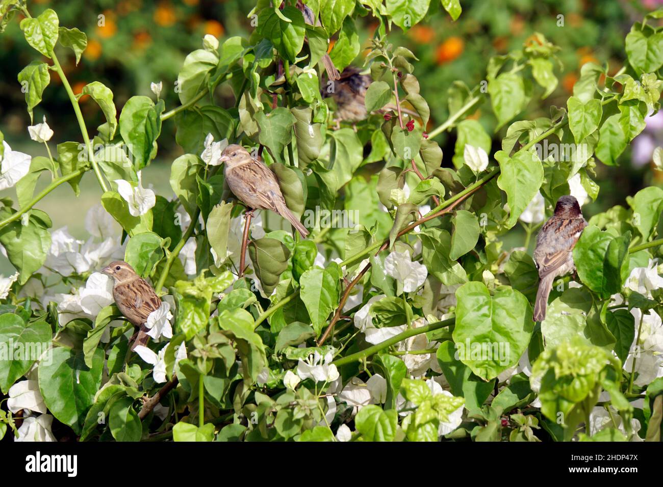 Mockingbird house hi-res stock photography and images - Alamy