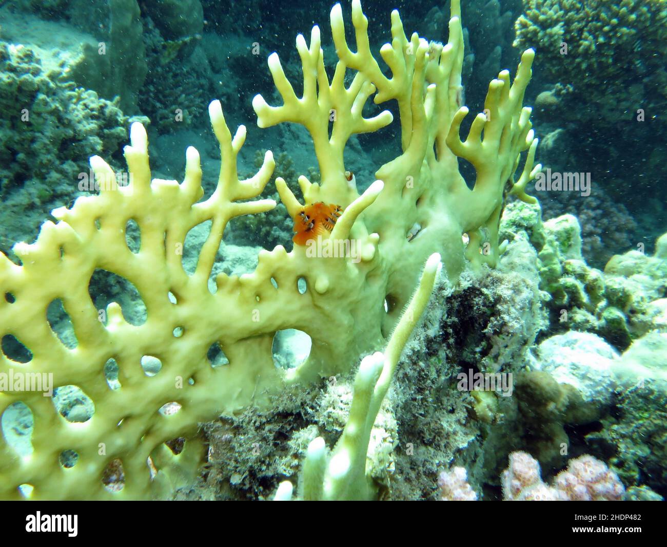 christmas tree worm, net fire coral Stock Photo - Alamy
