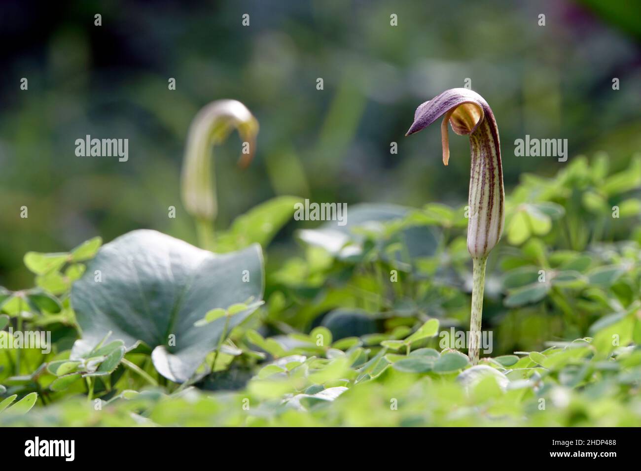 Friars cowl hi-res stock photography and images - Alamy