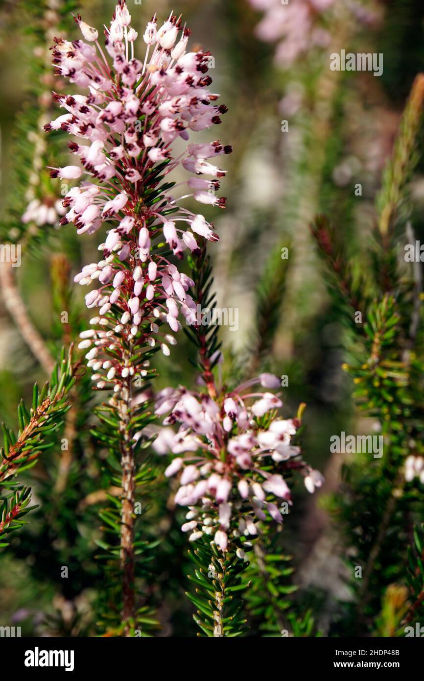 Macro heather flowers hi-res stock photography and images - Alamy