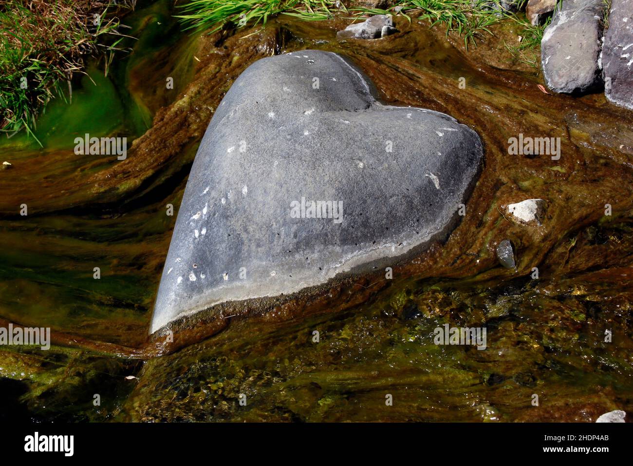 Cordate hi-res stock photography and images - Alamy