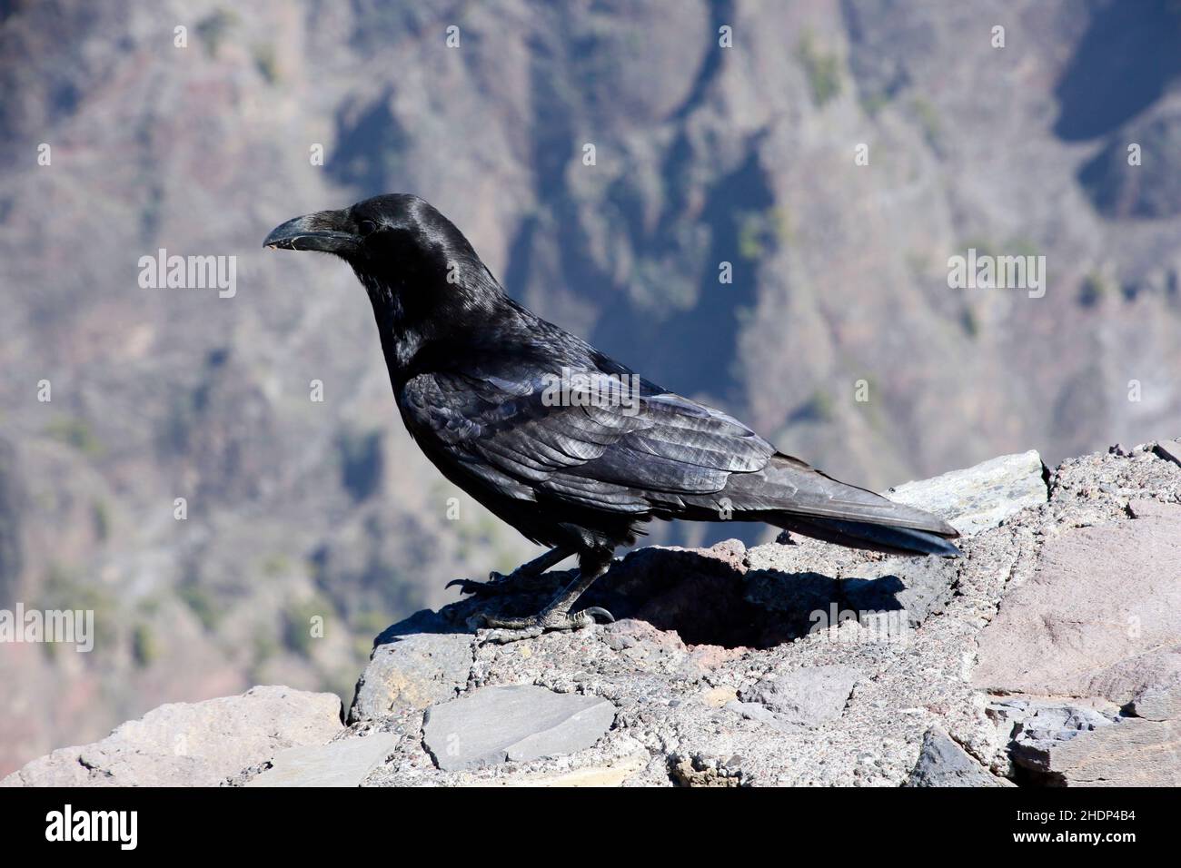 Canary islands ravens hi-res stock photography and images - Alamy