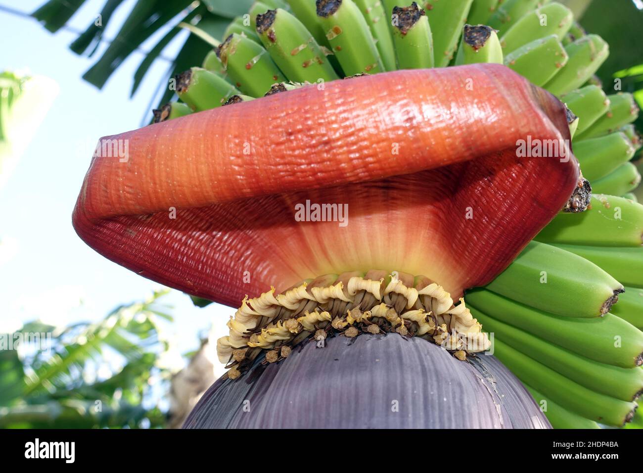 banana tree, banana trees Stock Photo - Alamy