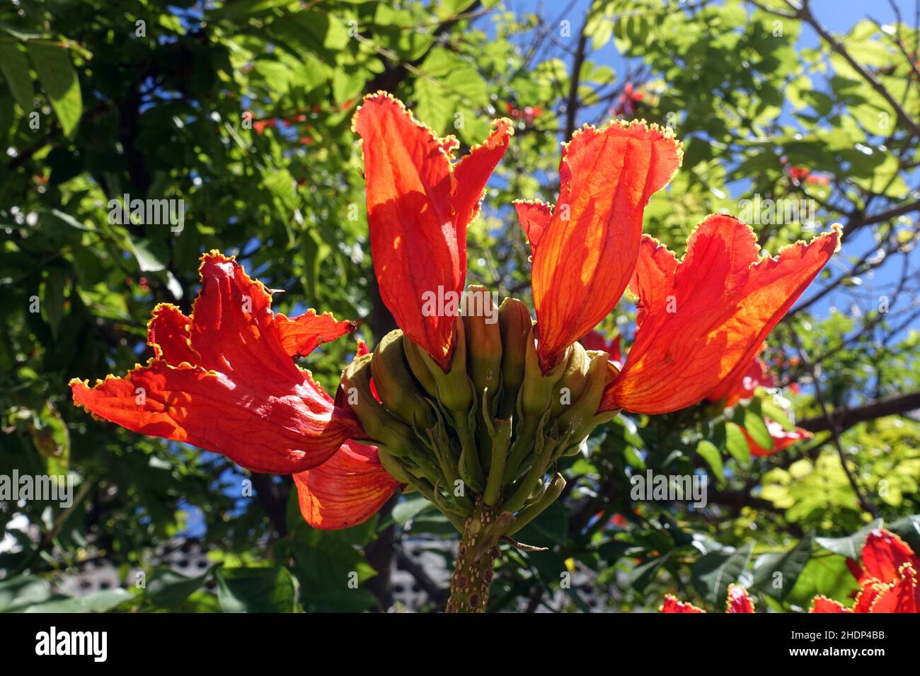 african tulip tree Stock Photo - Alamy