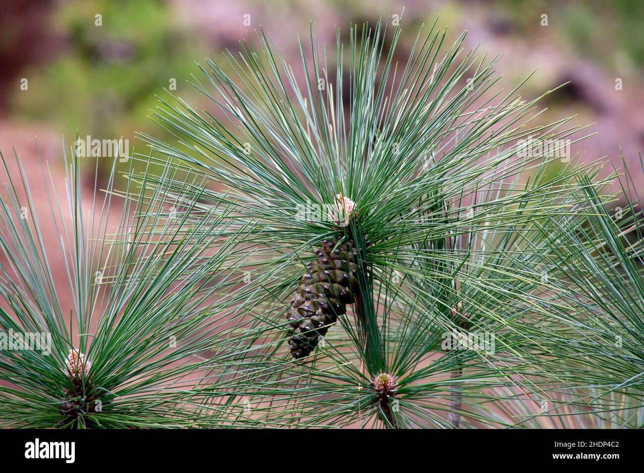 pine needles, canary island pine, pine needle, canary island pines ...