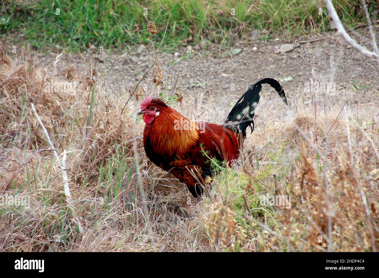 Rooster days hi-res stock photography and images - Alamy