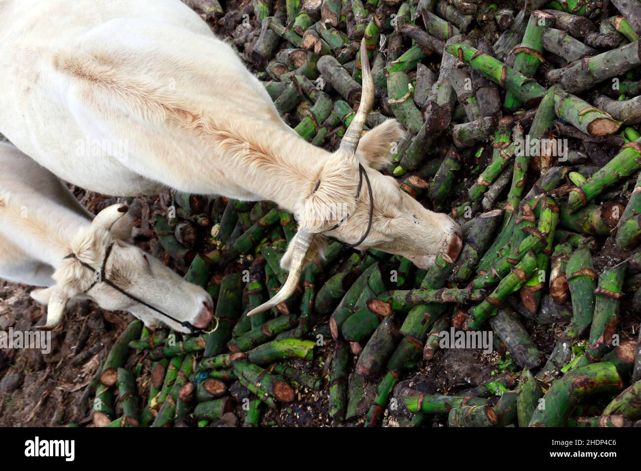 cow, feeding, cows, feed, feedings Stock Photo - Alamy