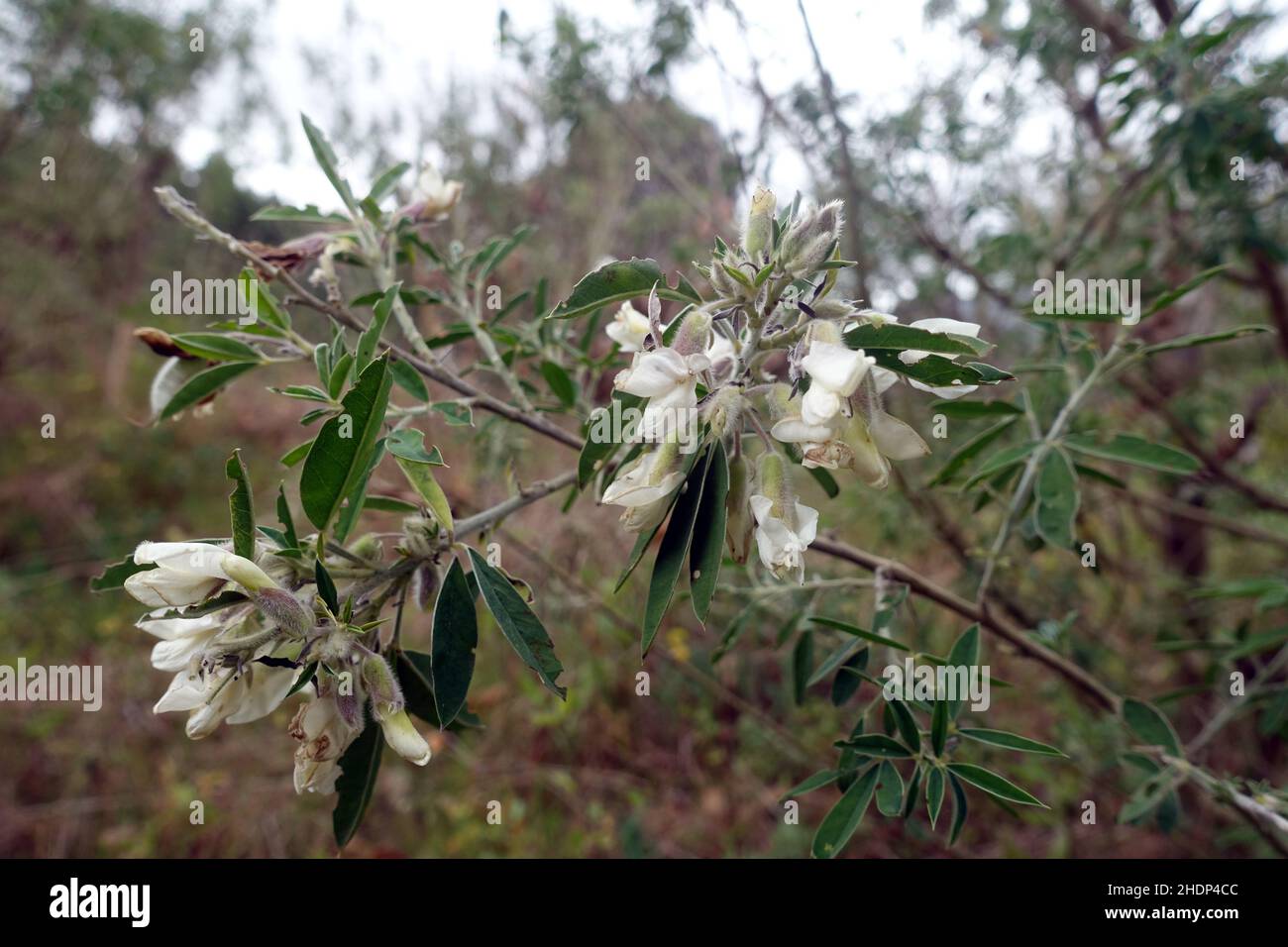 tagasaste, tree lucerne Stock Photo - Alamy