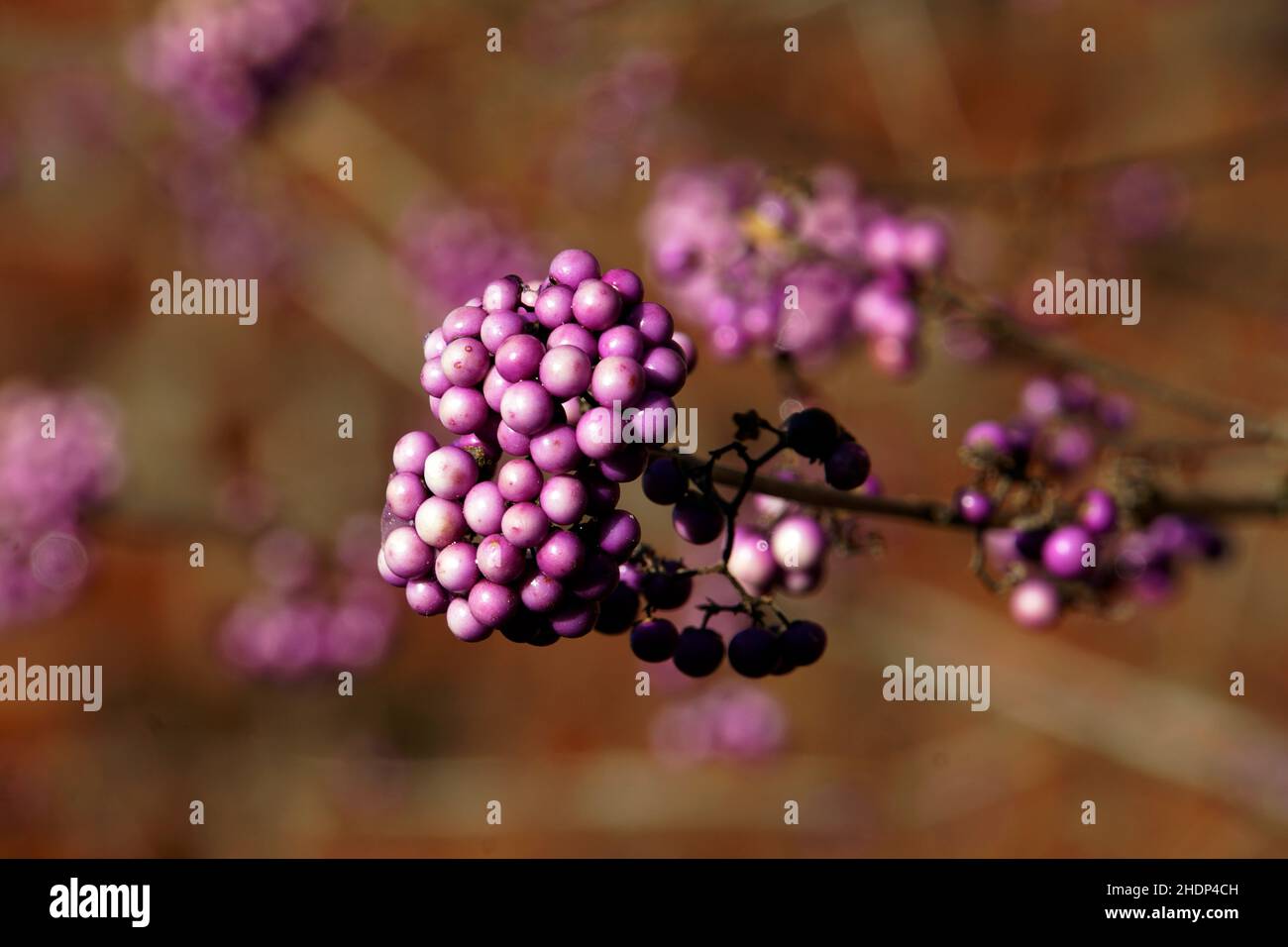 Lamiaceaes hi-res stock photography and images - Alamy