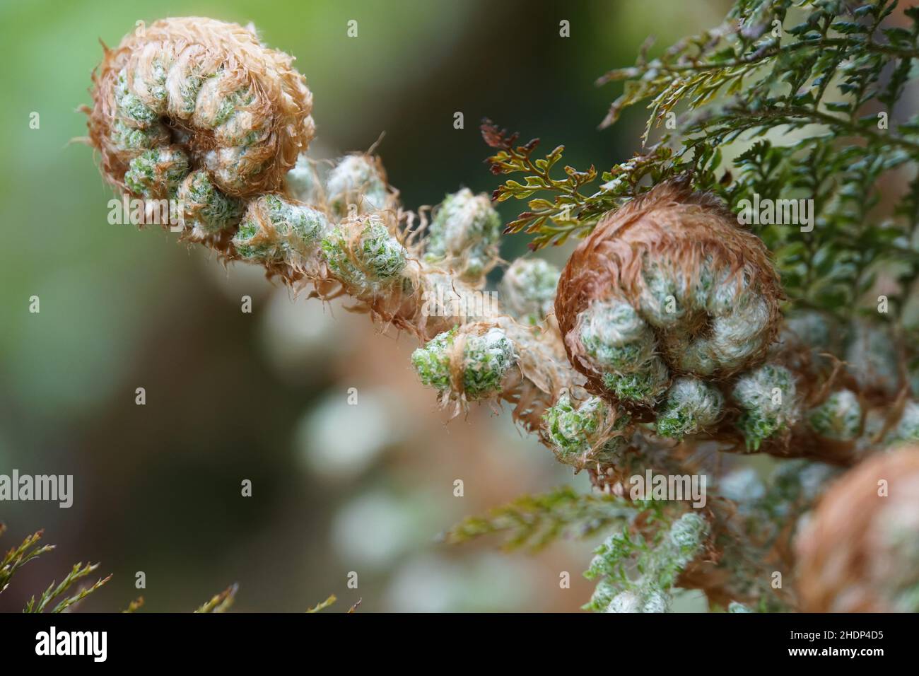 soft shield fern Stock Photo - Alamy