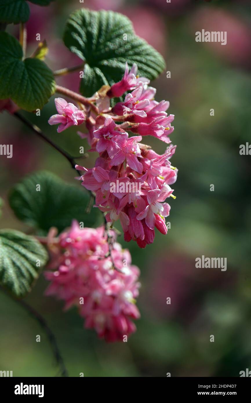 Blood currants hi-res stock photography and images - Alamy