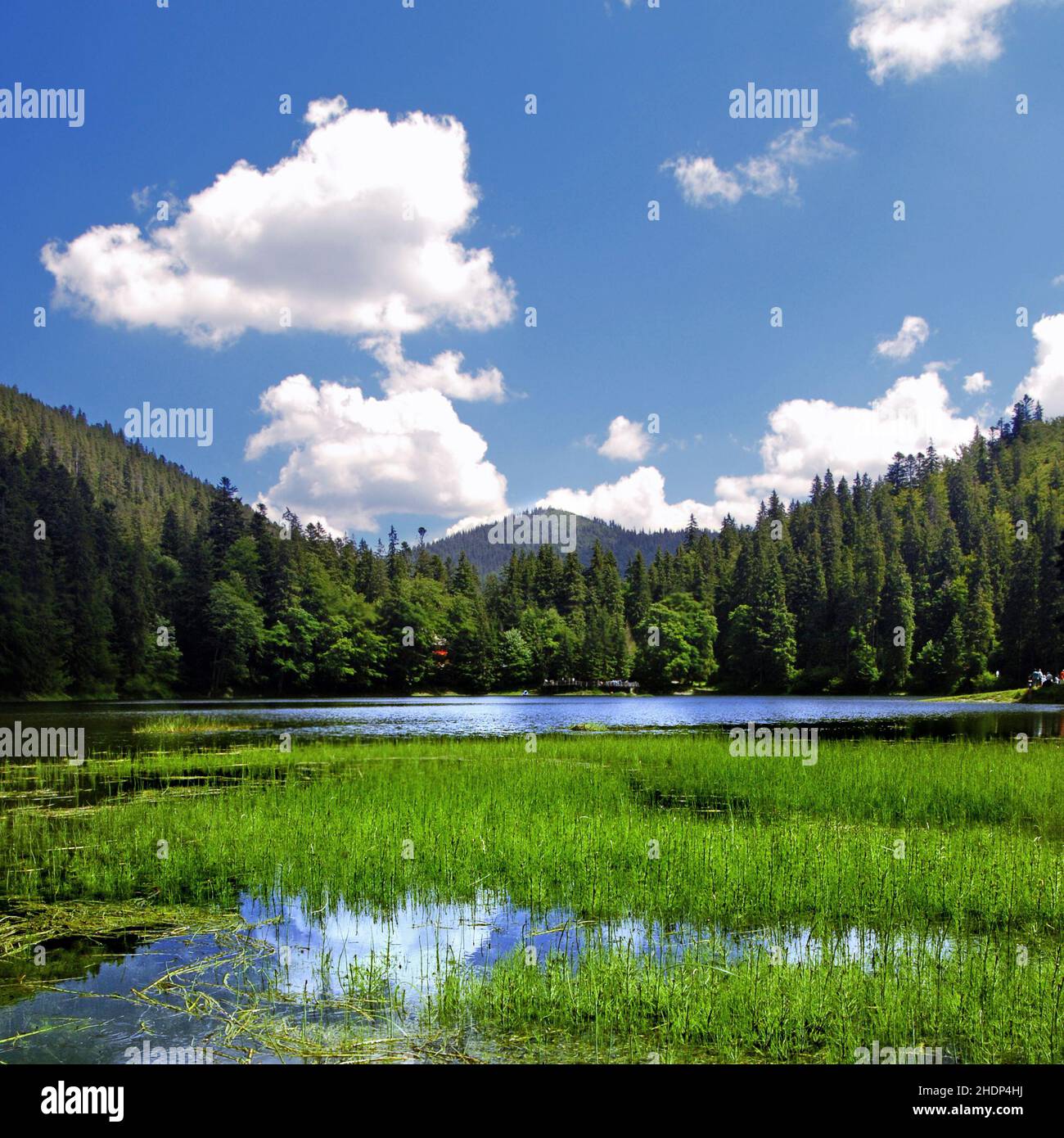 landscape, lake, forest, landscapes, rural, rural scene, scene, scenery ...