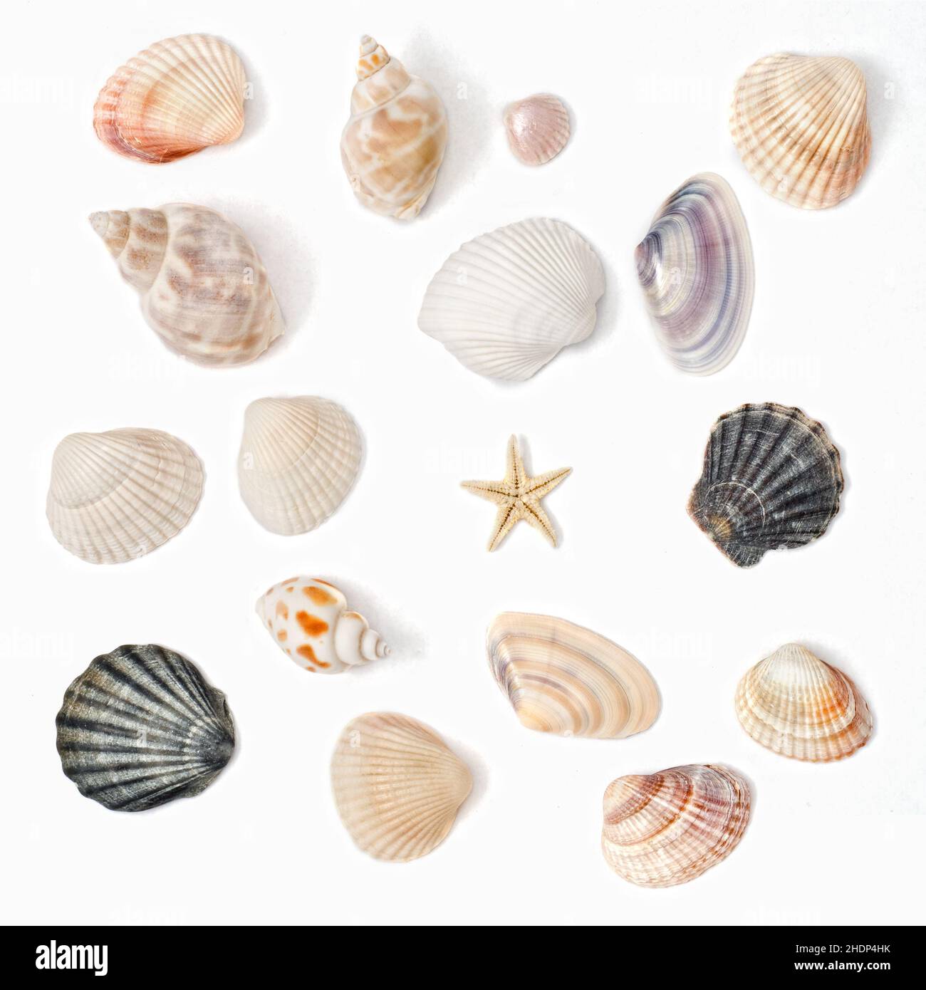 Cockle and mussel shells hi-res stock photography and images - Alamy