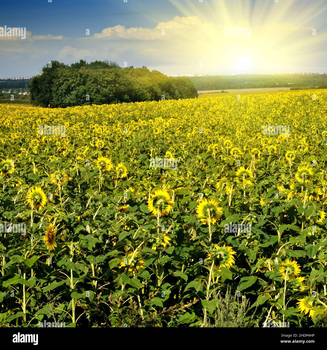sunflower field, sunflower fields Stock Photo - Alamy