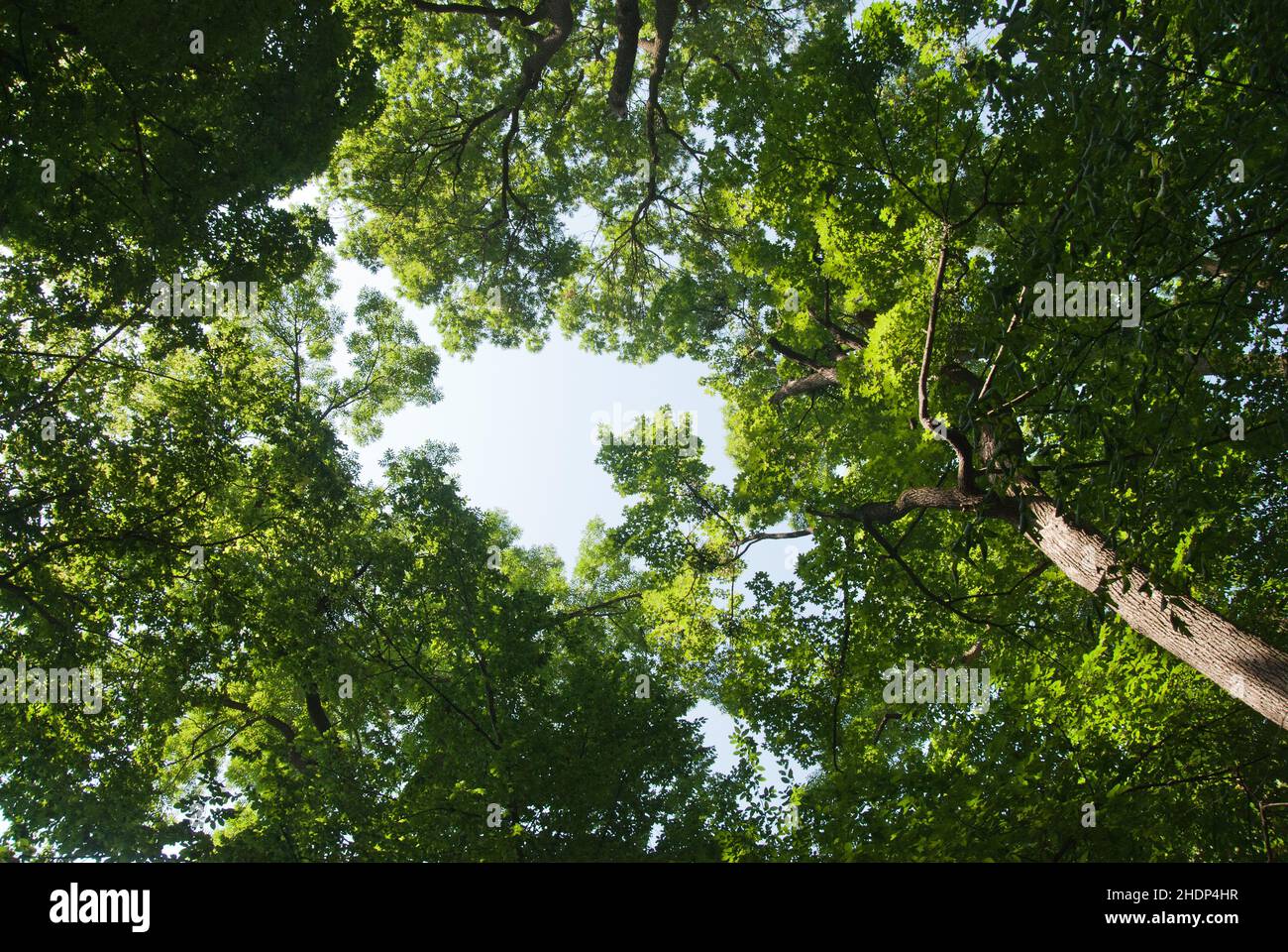 tree, treetop, tree canopy, trees, treetops, tree canopies Stock Photo ...