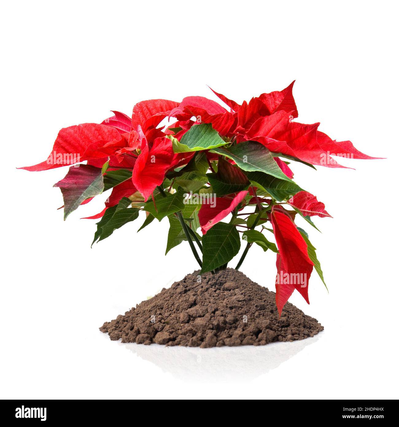 earth, plant, poinsettia, earths, plants, poinsettias Stock Photo - Alamy