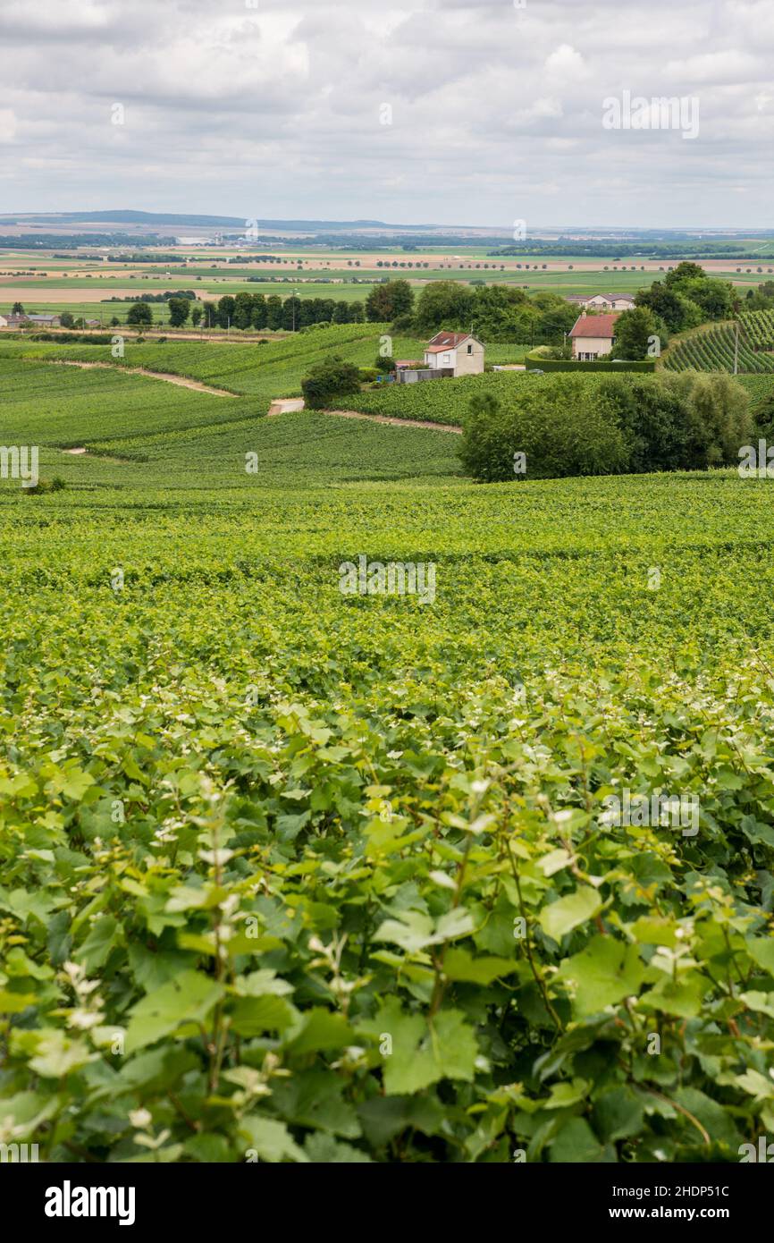 france, wine-growing region, champagne, frances, wine-growing regions ...