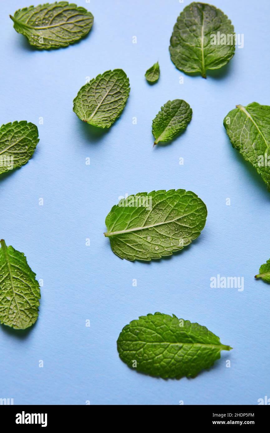 mint bloom, mints Stock Photo - Alamy