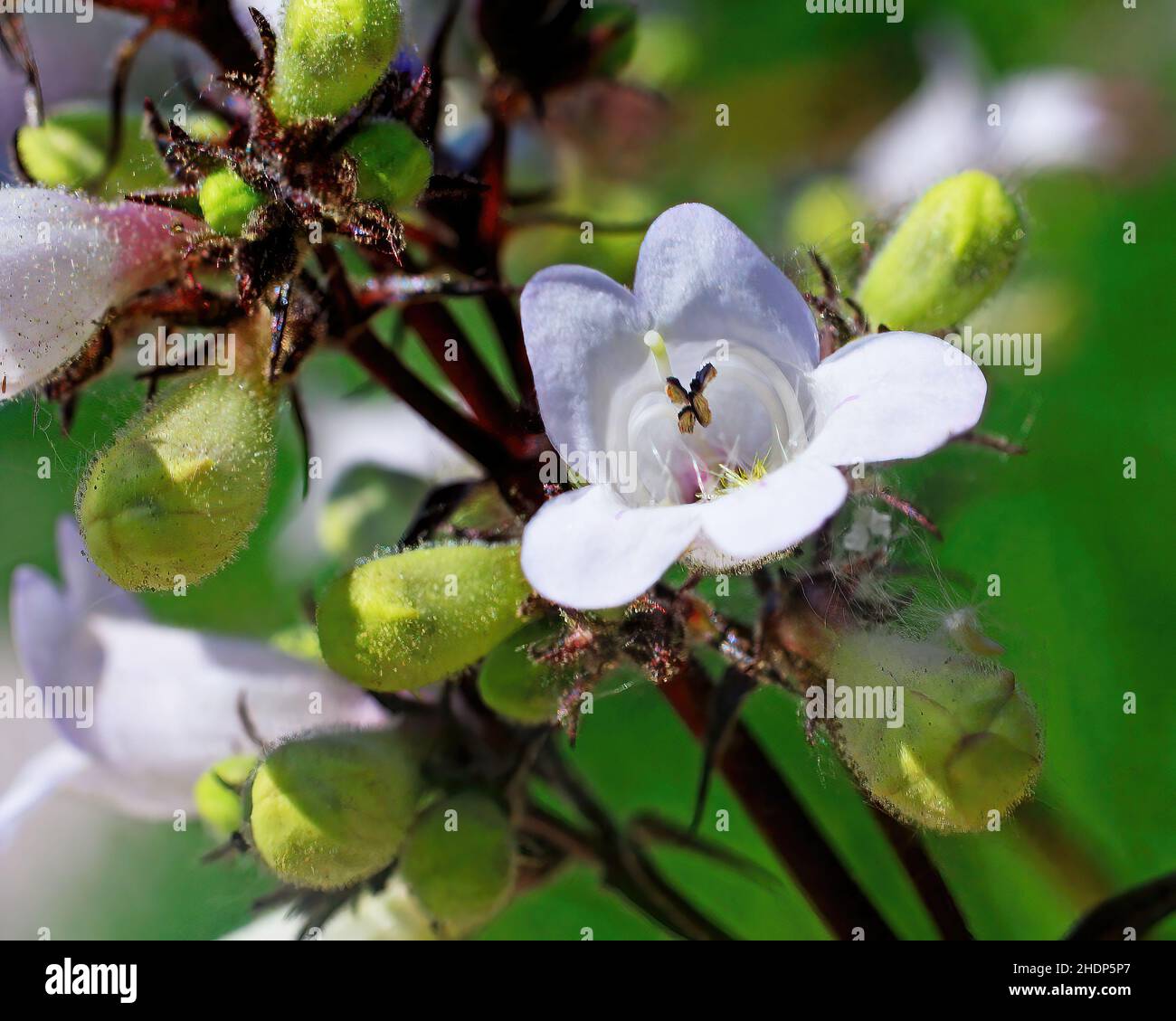 Pretty white bell-shaped flowers taken in the spring at the St. Croix ...