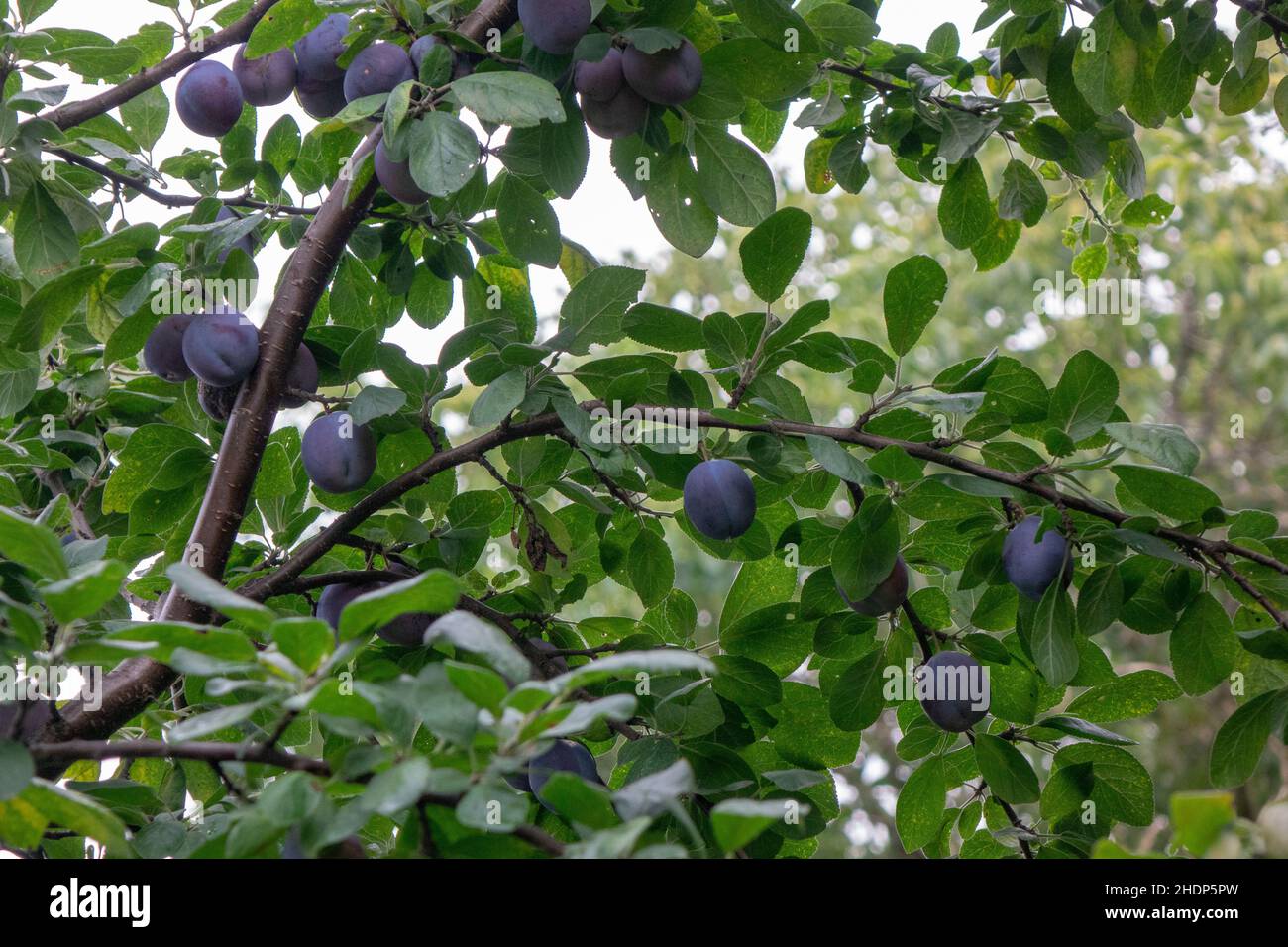 plum, plum tree, plums, plum trees Stock Photo - Alamy