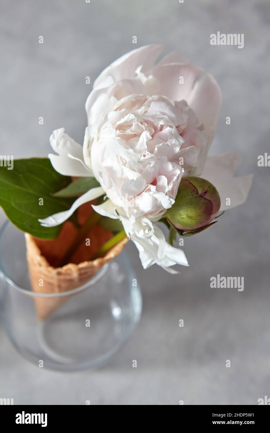peony, summer, peonies, summers Stock Photo - Alamy