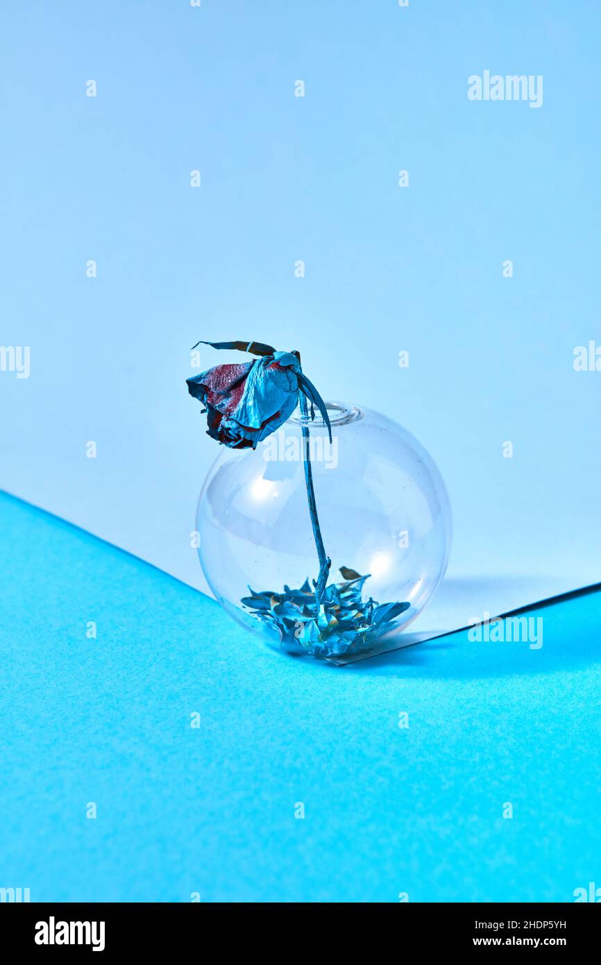 blue, withered, still life, blues, withereds, still lifes Stock Photo ...