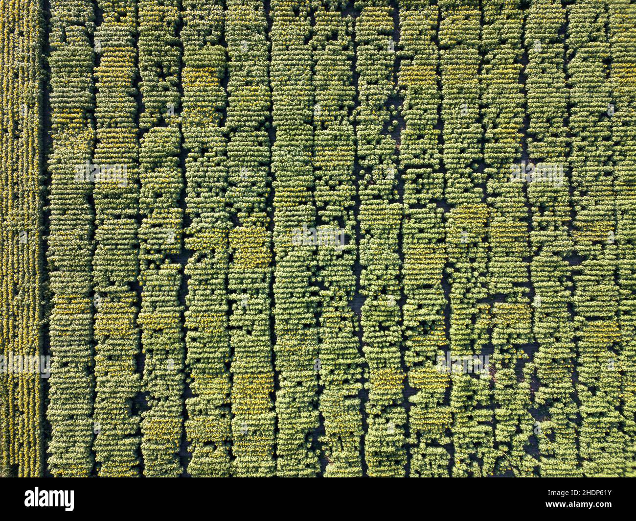 Sunflower crops aerial hi-res stock photography and images - Alamy