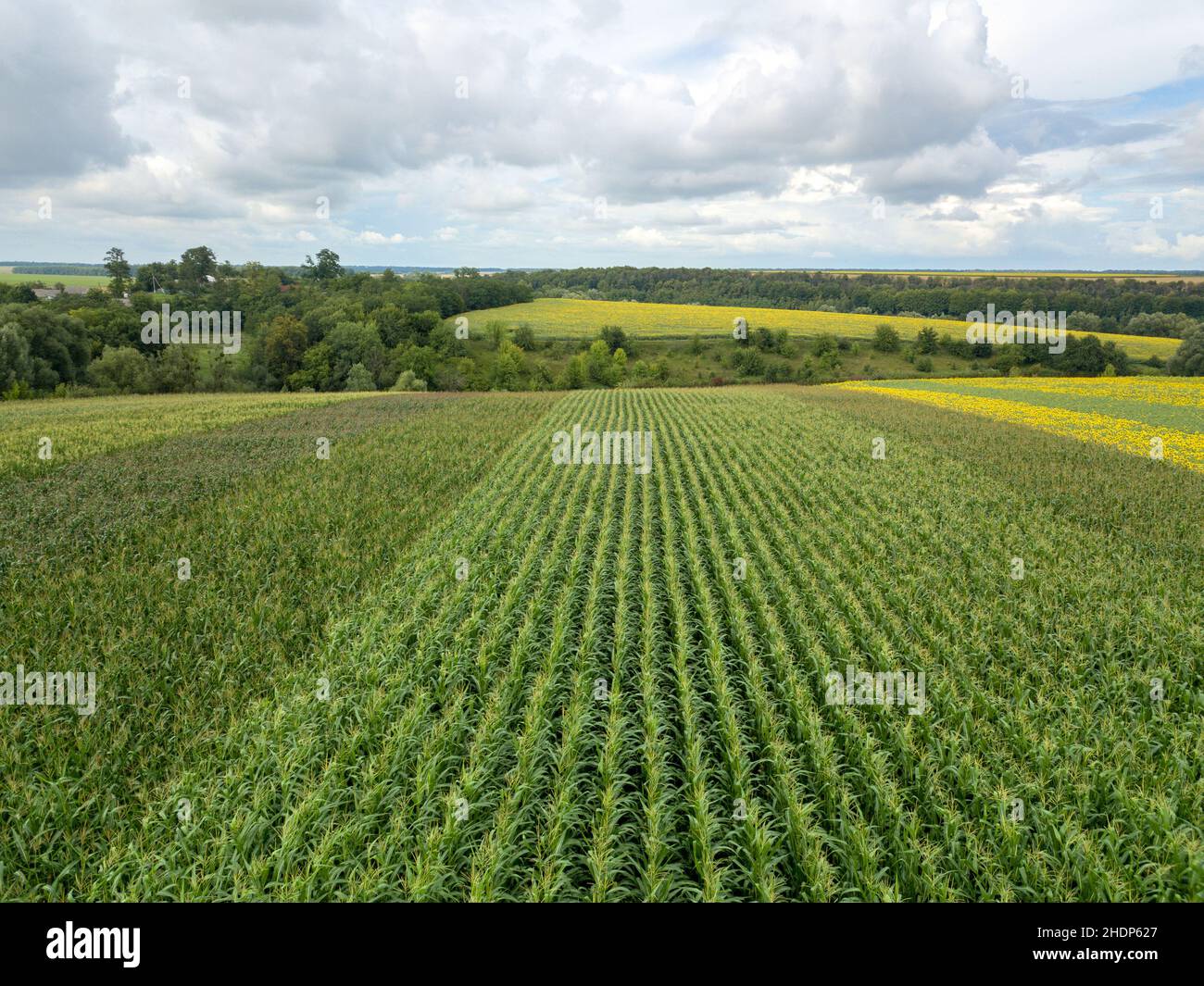 agriculture, maize field, cultural landscape, agricultures, cornfields ...