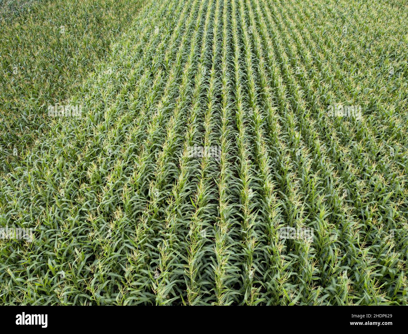 maize field, corn, cornfields, corns Stock Photo - Alamy