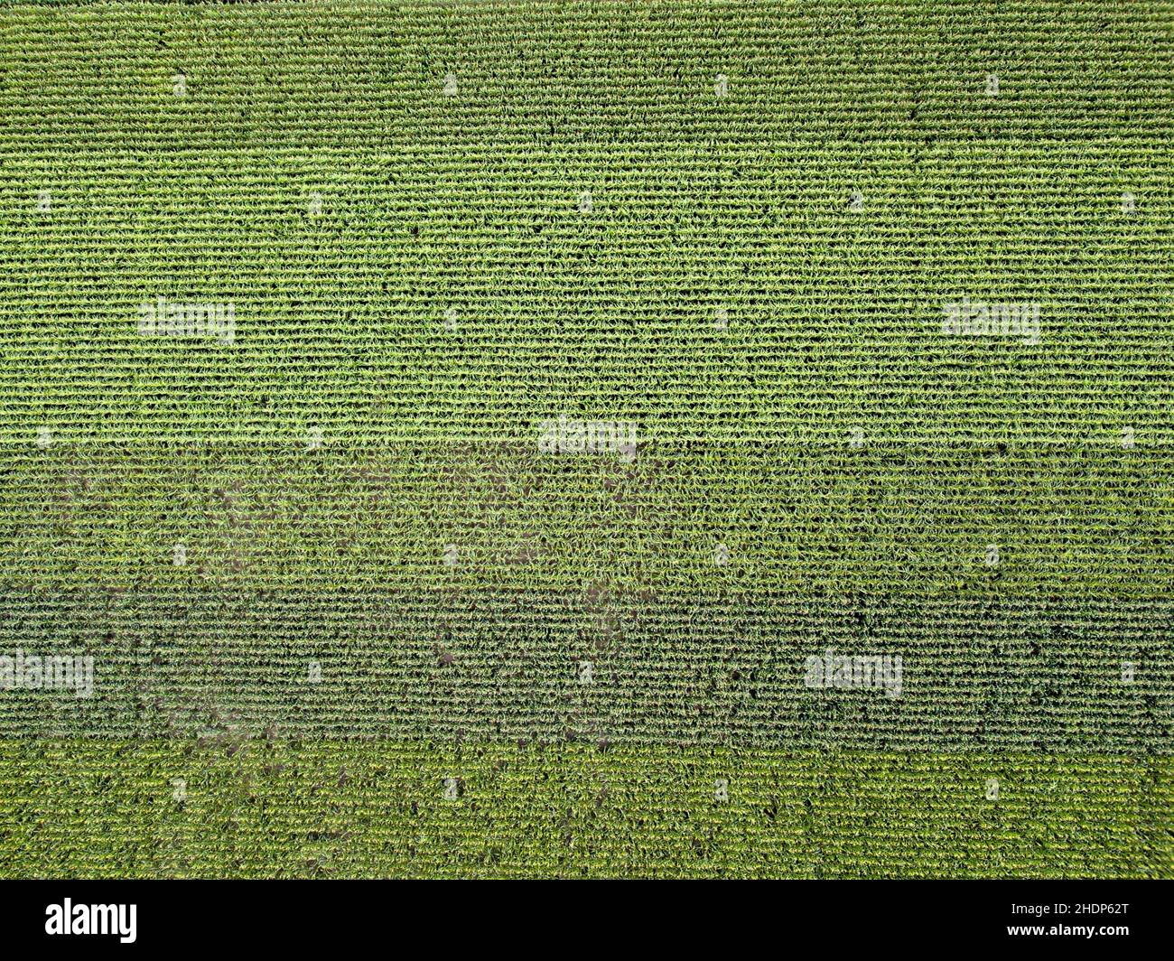pattern, maize field, patterns, cornfields Stock Photo - Alamy