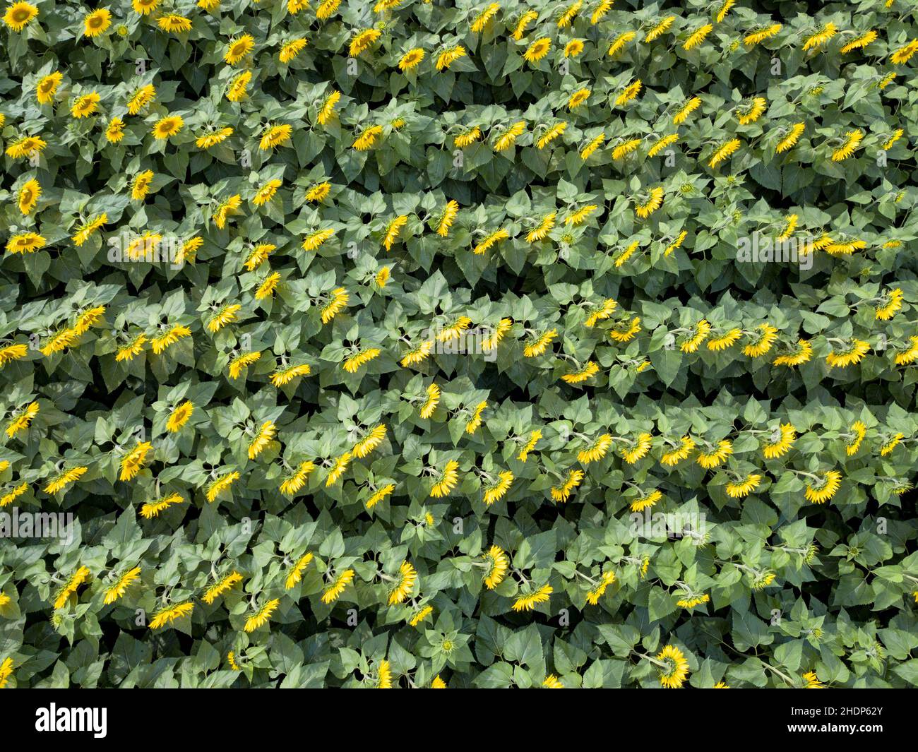 Sunflower crops aerial hi-res stock photography and images - Alamy