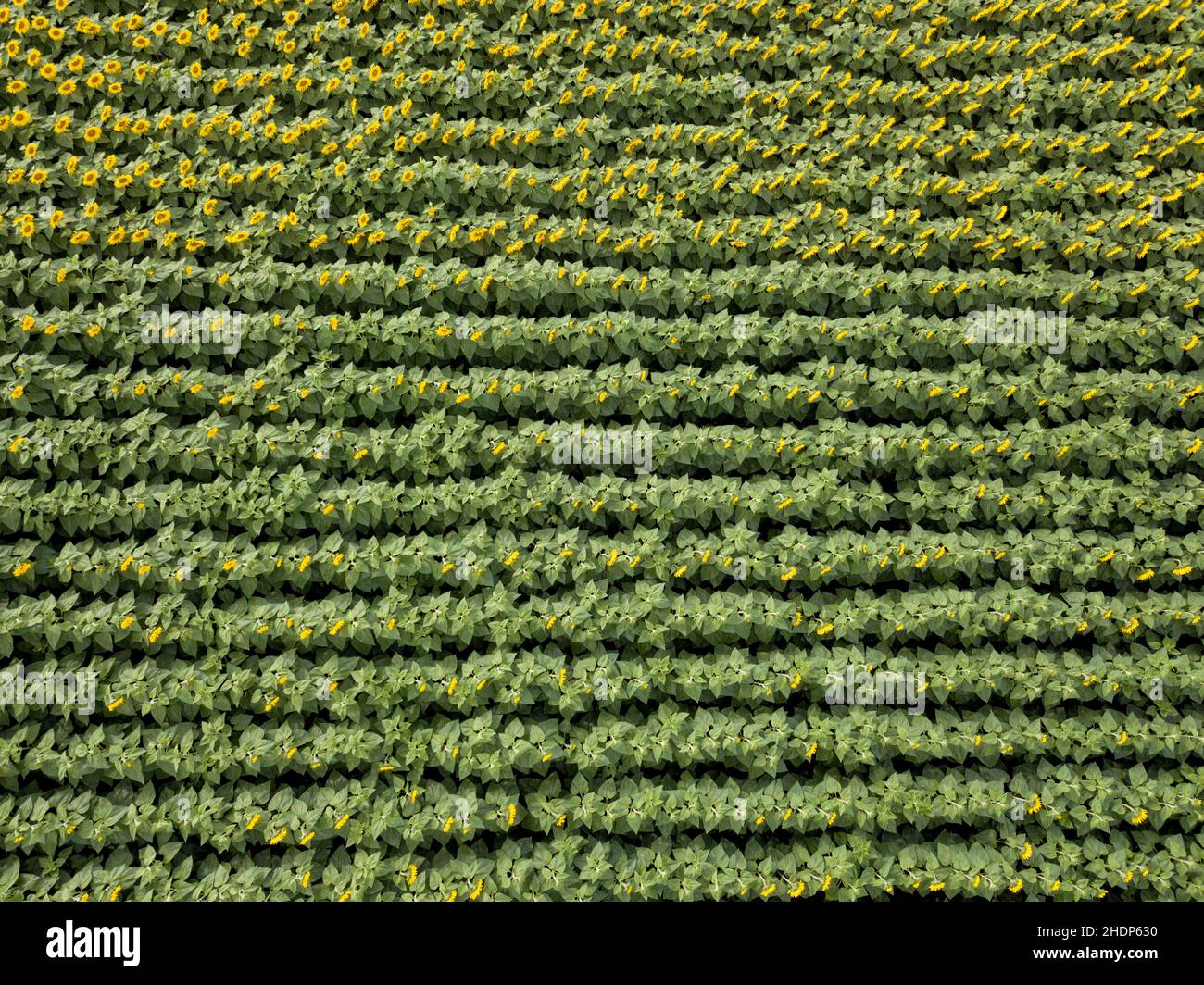 row, sunflower field, rows, sunflower fields Stock Photo - Alamy