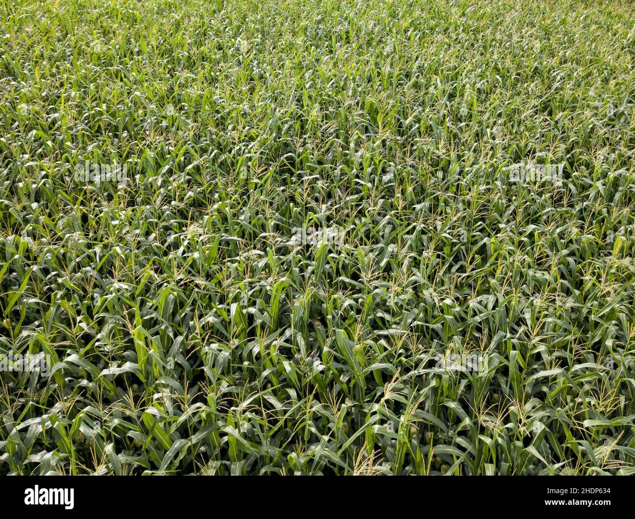 maize field, cornfields Stock Photo - Alamy