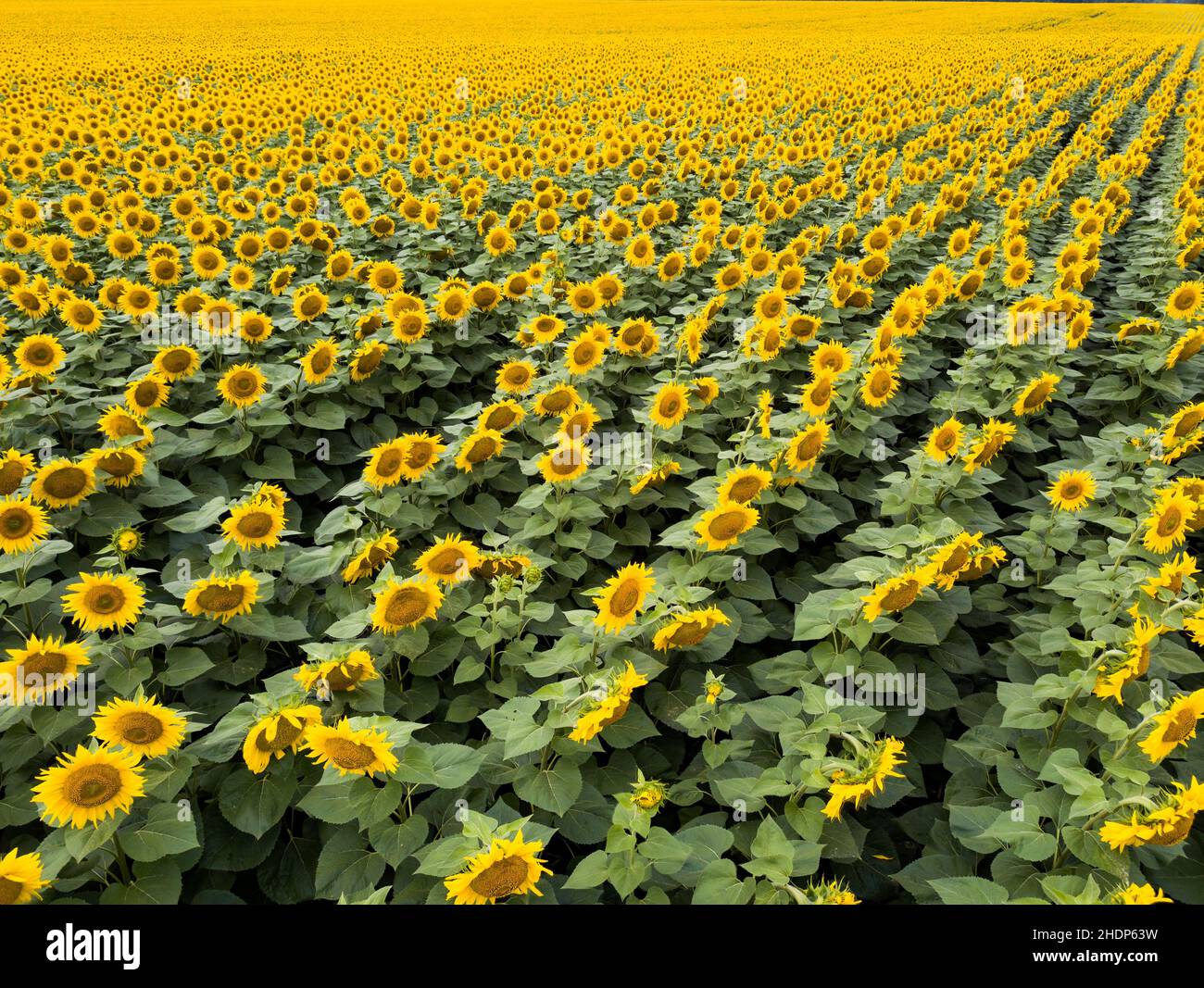 sunflower field, sunflower fields Stock Photo - Alamy