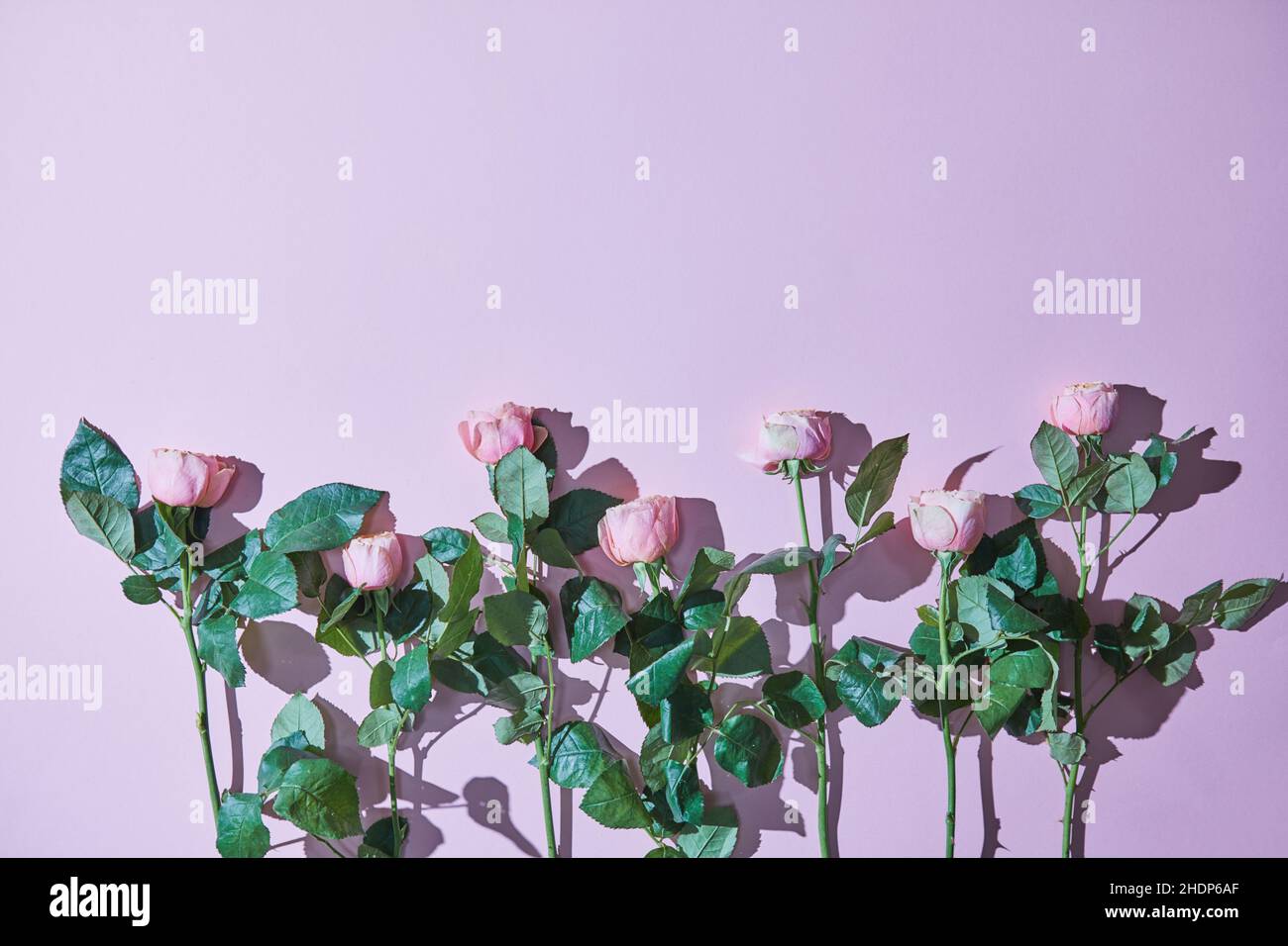 rose petals, roses, rose petal, rose Stock Photo - Alamy